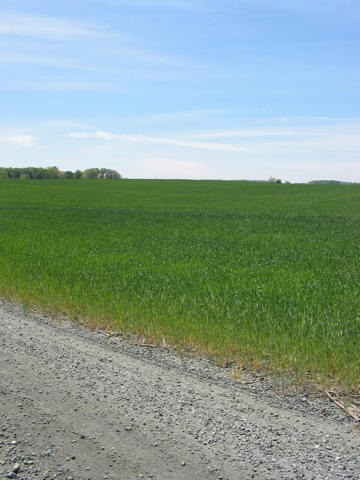 Locations Hub - Swartz Farm - wheat field