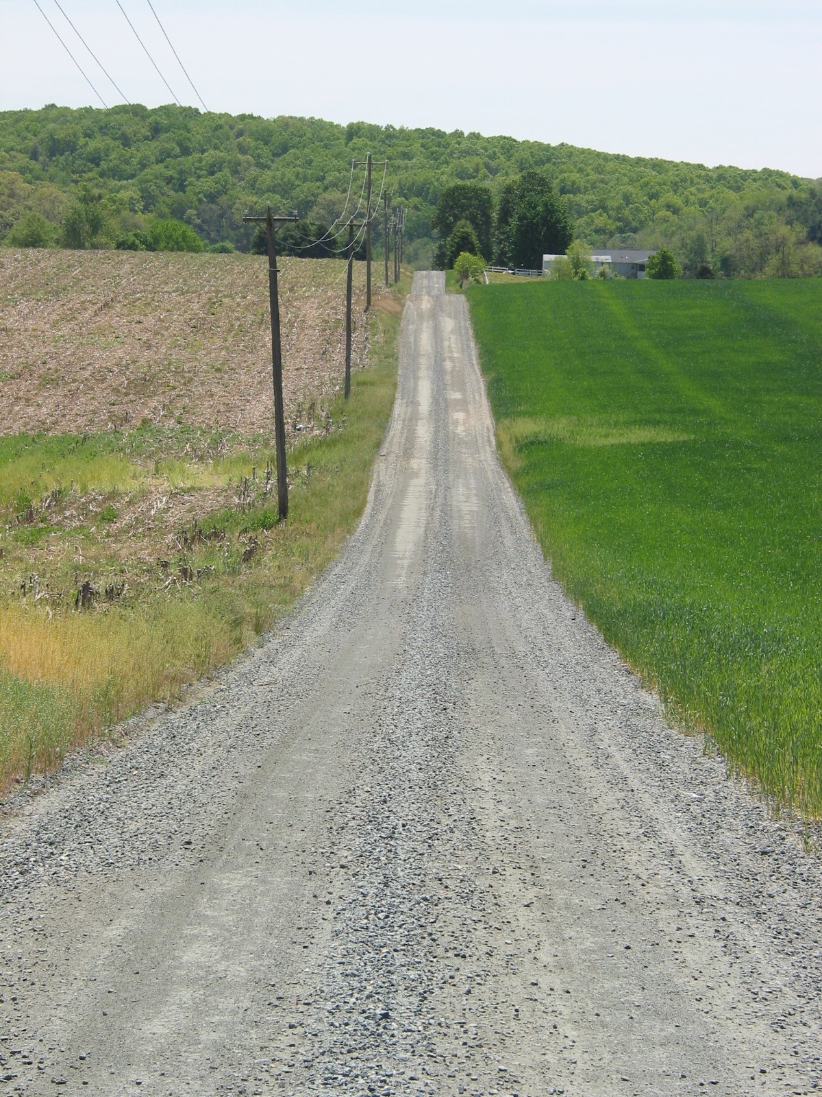 Locations Hub - Swartz Farm - wheat field